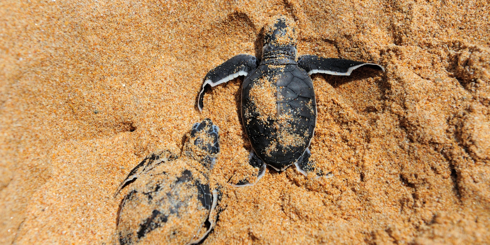 Best Things To Do in Kuta, Bali - Ovolo Hotels