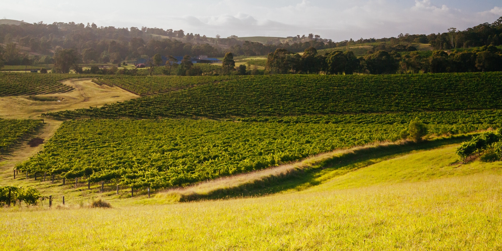 Travel from Sydney to the Hunter Valley in a Peugeot | Blog